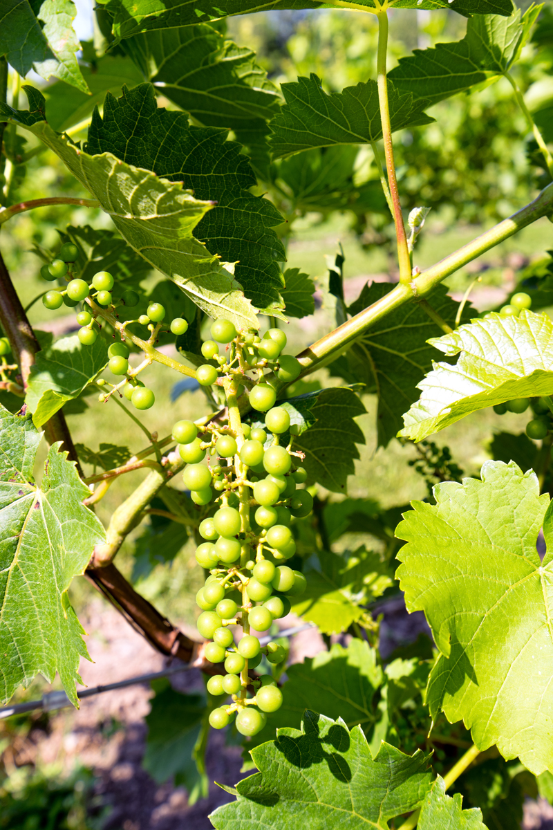 grappe-de-raisin - vino2travel